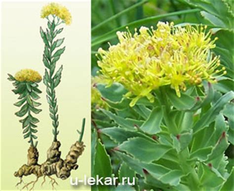 Золотой корень (Родиола розовая). Целебные свойства родиолы розовой