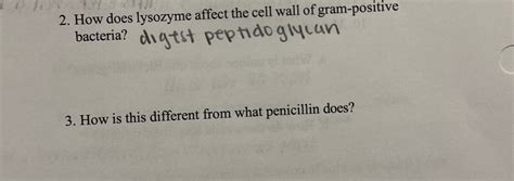 Solved How Does Lysozyme Affect The Cell Wall Of