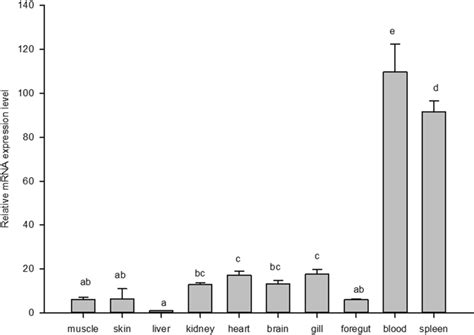 The Tissue Differential Expression Pattern Of Ctgf Of Grass Carp All Download Scientific