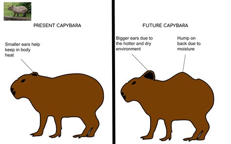 How Do Capybaras Adapt To Their Environment Naturally