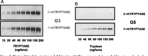 Figure 1 From The Alpha Form Of Human Tryptase Is The Predominant Type