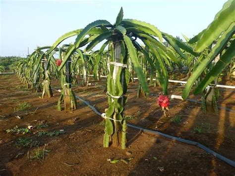 Dragon Fruit Stem Root Rotting Saving Preventing Artofit