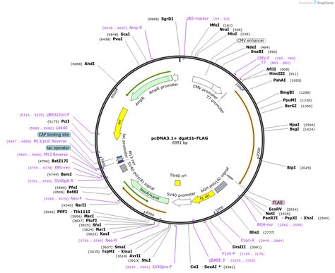 Addgene Pcdna31 Dgat1b Flag