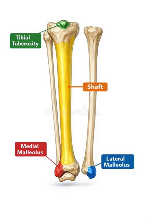 Tibia Shin Bone Stock Illustrations 495 Tibia Shin Bone Stock
