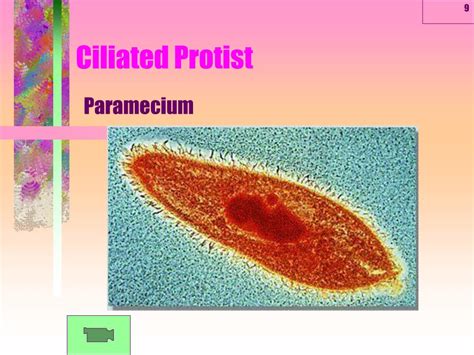 Ppt Chapter 22 Protist Powerpoint Presentation Free Download Id782864