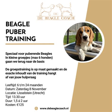 Beagle Puber Groepstraining 8 November 2025 De Beagle Coach