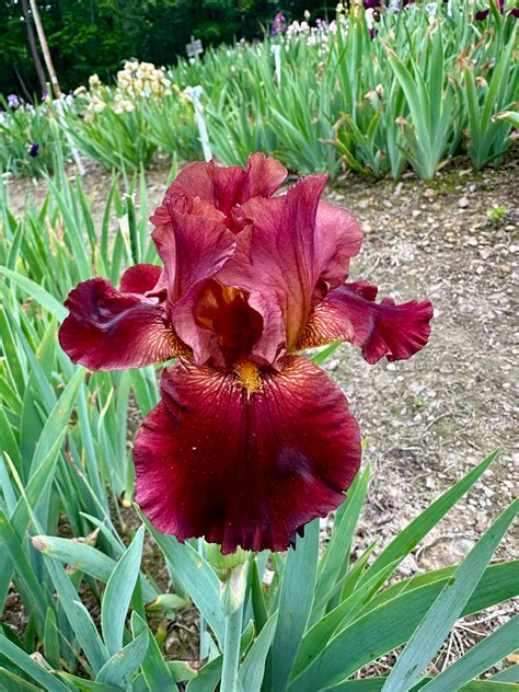 Forge Fire Tall Bearded Iris Tb Exline Iris Garden
