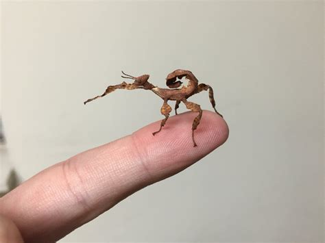 Life Cycle Of Spiny Leaf Insect Pptx Pdf