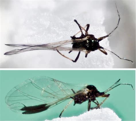 Insect Identification Aphids Examples