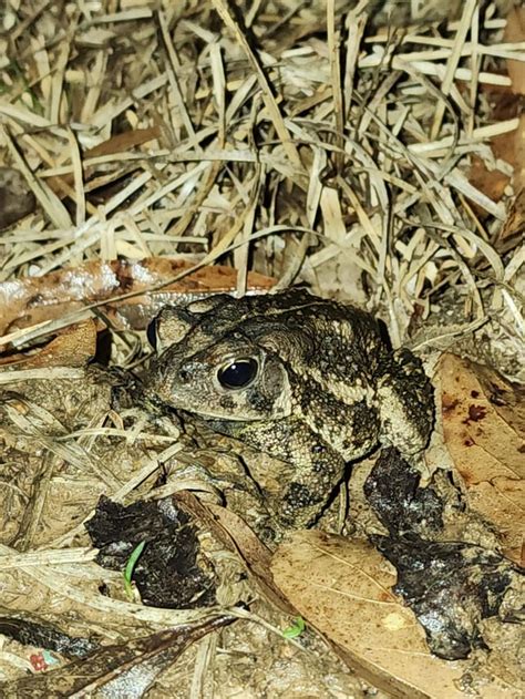 Help Identifying My Toad Friend Rtoads