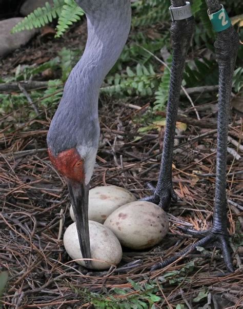 Hidden Nest Sandhill Crane Tending Eggs