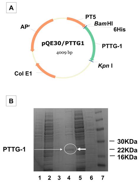 1a Scheme Of Pqe30 Plasmid For The Generation Of Pttg 1 Protein1b