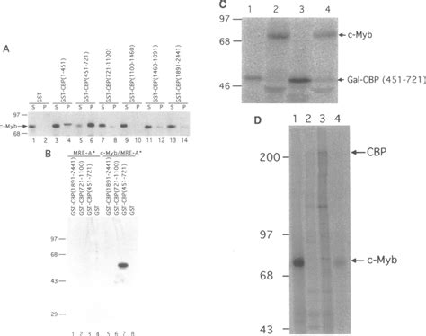 The Creb Binding Domain Of Cbp Is Sufficient For In Vitro And In Vivo Download Scientific