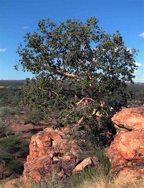 Flora Of Zambia Species Information Individual Images Ficus Tettensis