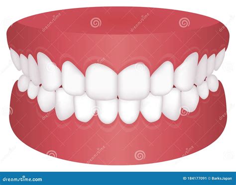 Teeth Trouble Bite Type Vector Illustration Normal Bite Stock Vector