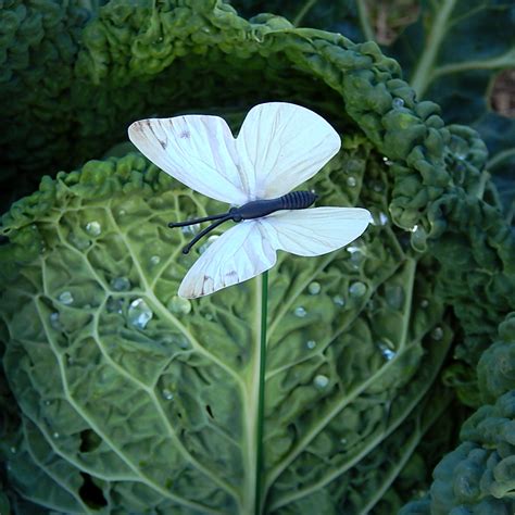 Cabbage Moth Decoy Pack Of 6