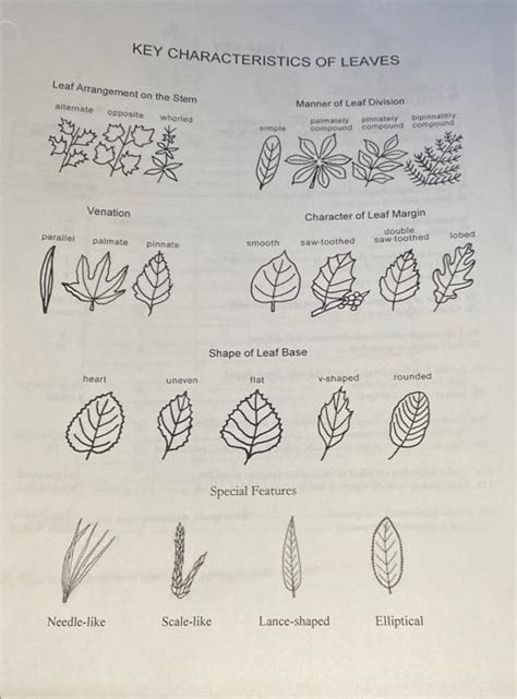 Solved Plant Biology Leaf Anatomy Leaf Identification