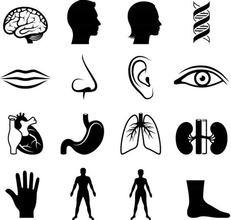 Best Physiology Illustrations Royalty Free Vector Graphics And Clip Art
