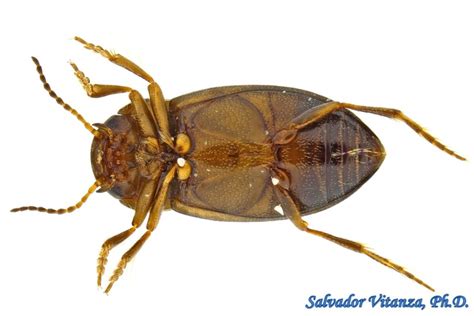 Coleoptera Dytiscidae Crinodessus Amyae Predaceous Diving Beetles Male B Urban Programs El