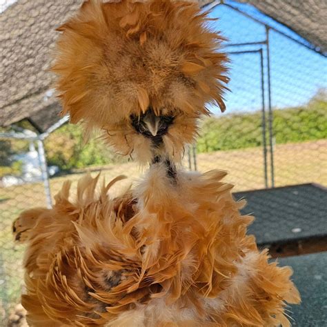 Frizzle Silkie Chicken