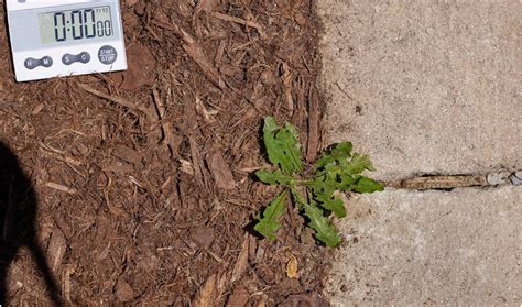 10oz Ez Aim Weed And Grass Killer