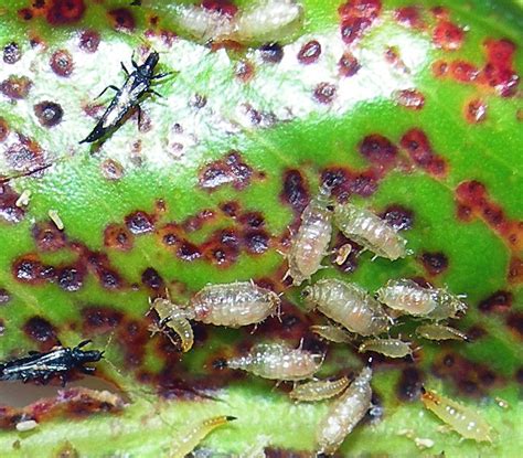 Fact Sheet Thrips 086