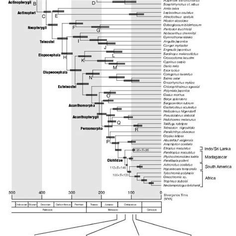 Divergence Times Estimated From The Partitioned Bayesian Analysis Using