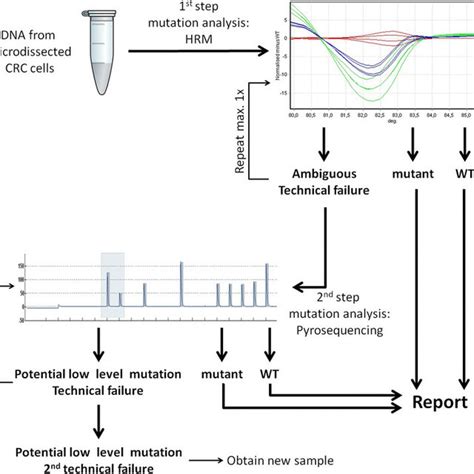 Outline Of The Two Step Procedure For Kras Codon 1213 Mutation Download Scientific Diagram