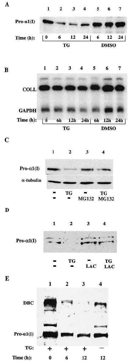 Inhibition Of Serca2b Decreases Pro ␣ 1i Synthesis A Thapsigargin Download Scientific