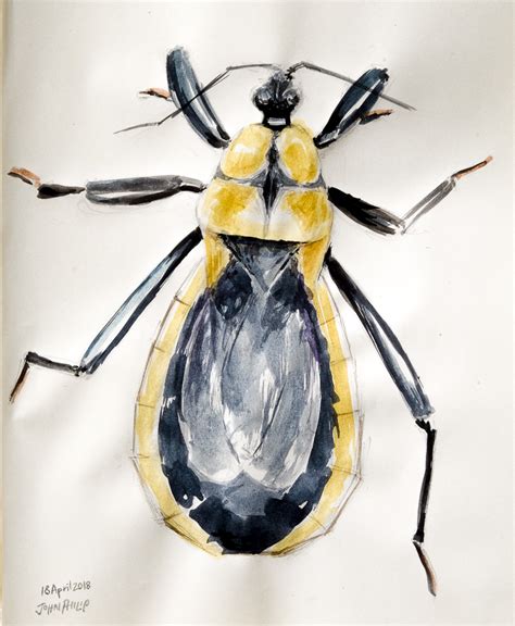 Millipede Assasin Bug John Philip