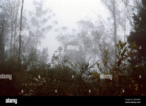 Mist Is A Phenomenon Caused By Small Droplets Of Water Suspended In The