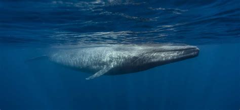 The Marine Mammal Center Blue Whale