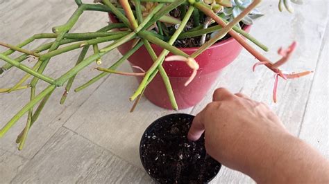 How To Propagate A Pencil Cactus Easiest Way Youtube