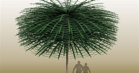 A Fossilized Tree That Dr Seuss Might Have Dreamed Up The New York Times A Fossilized Tree That Dr Seuss Might Have Dreamed Up The New York Times