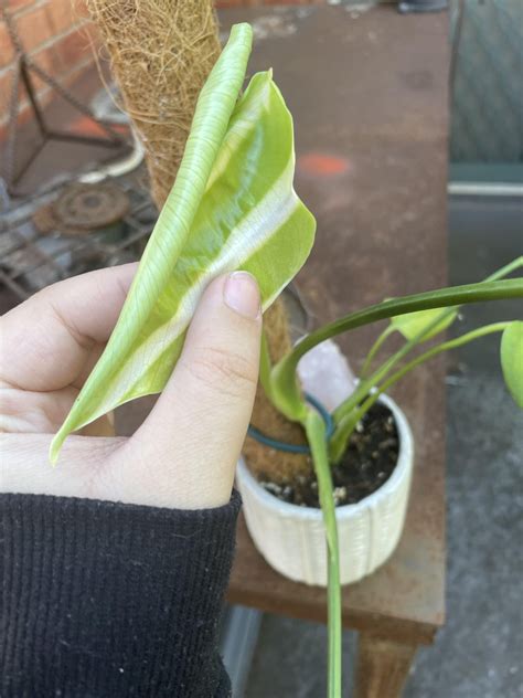 Hey Guys Could Anybody Help Me Out With This Cute Pattern That The