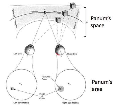 Stereopsis Flashcards Quizlet