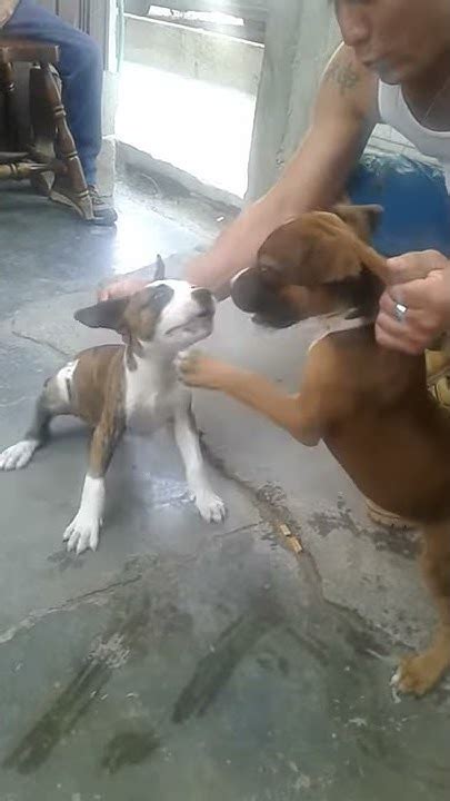 Pela De Pitbuls Youtube