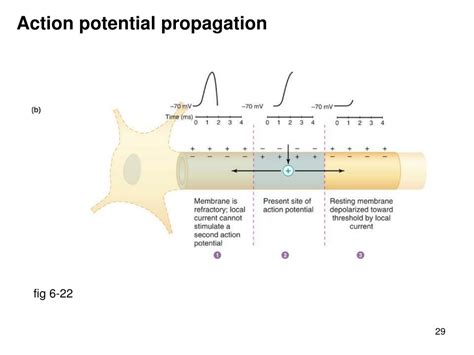Ppt Neuron Structure Powerpoint Presentation Free Download Id1281271
