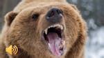 Official Bear Sound Effects Soundboard Voicy