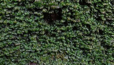 Growing Filmy Ferns Hymenophyllaceae Trichomanes And Hymenophyllum