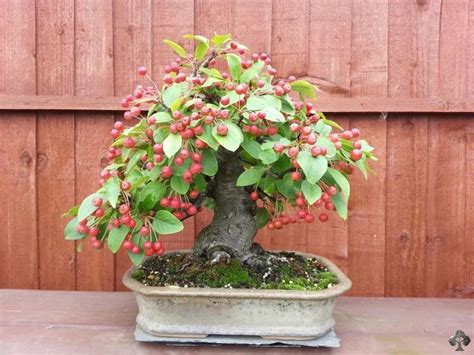 Flowering And Fruitbearing Bonsai Trees Bonsai Empire Bonsai Tree