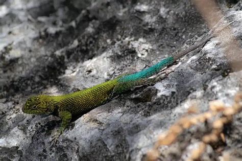 29 Types Of Blue Lizards With Pictures