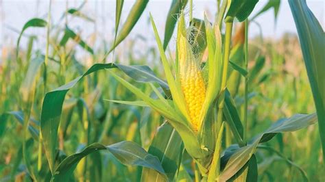 Health Benefits Of Corn Eat Local Eat Seasonal