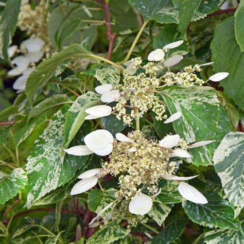 Schizophragma Hydrangeoides Snow Sensation Climbing Hydrangea