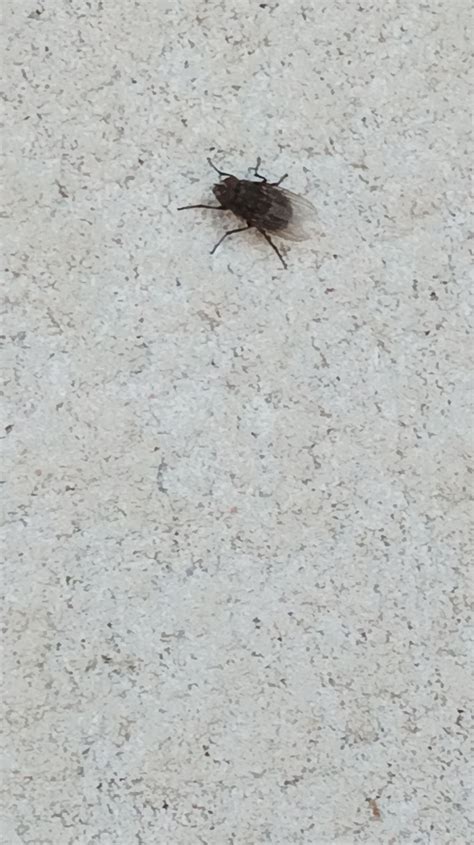 Looduse Pildipank Esimene Kevade Kuulutaja