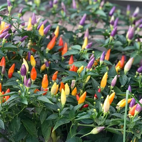 Twilight Okrasné Chilli