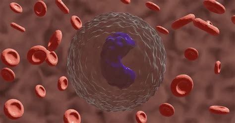 Understanding Monocytes And Their Levels