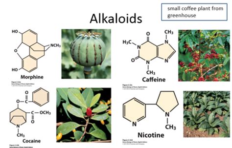 Botany Final Exam Flashcards Quizlet