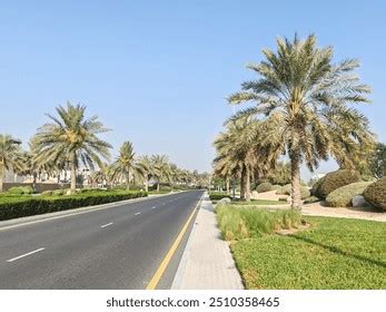 Palm Tree Side Road Photos Images Pictures Shutterstock