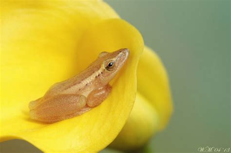 Images Macrophotographie De La Grenouille 49